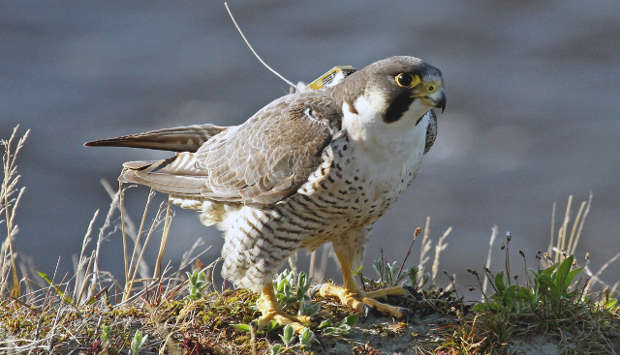 Tracking peregrine falcon flight paths - News - Nature Middle East