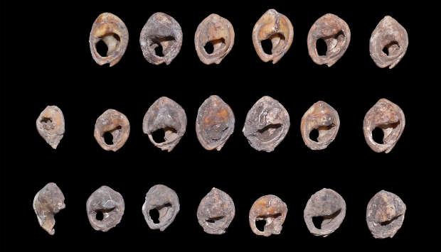 Moroccan cave reveals world’s oldest shell beads - News - Nature Middle ...