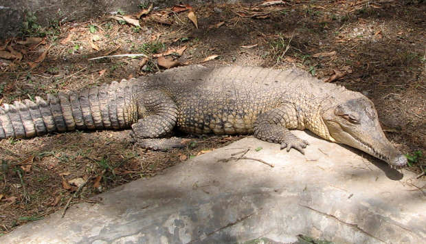 One out of five reptile species at risk of extinction - News - Nature ...